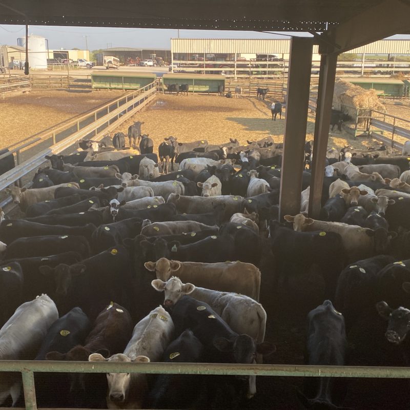 Cattle For Sale in Texas | Capitol Land & Livestock