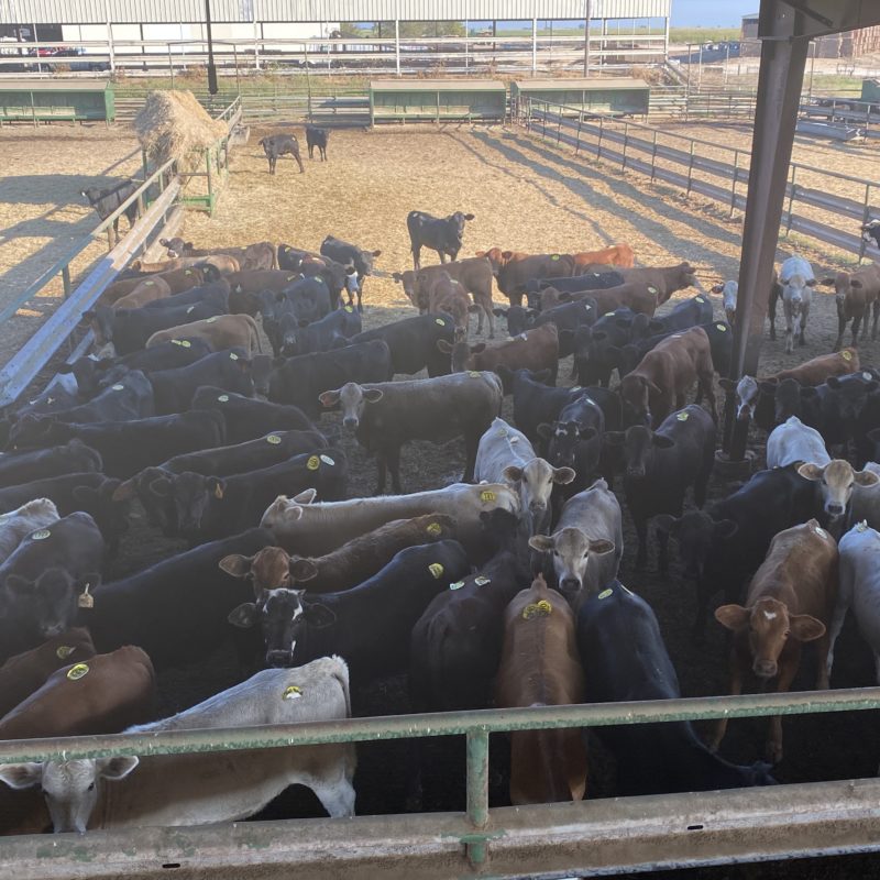 Cattle For Sale in Texas | Capitol Land & Livestock